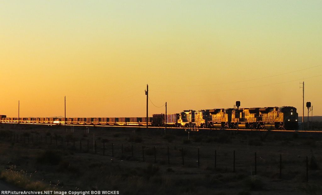 TWO COPPER CANYON GEEPS